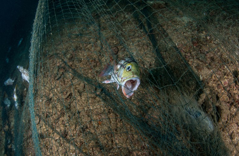 Rebuilding the Blue: How You Can Help Restore Ocean Fish Stocks – SaveOCEAN