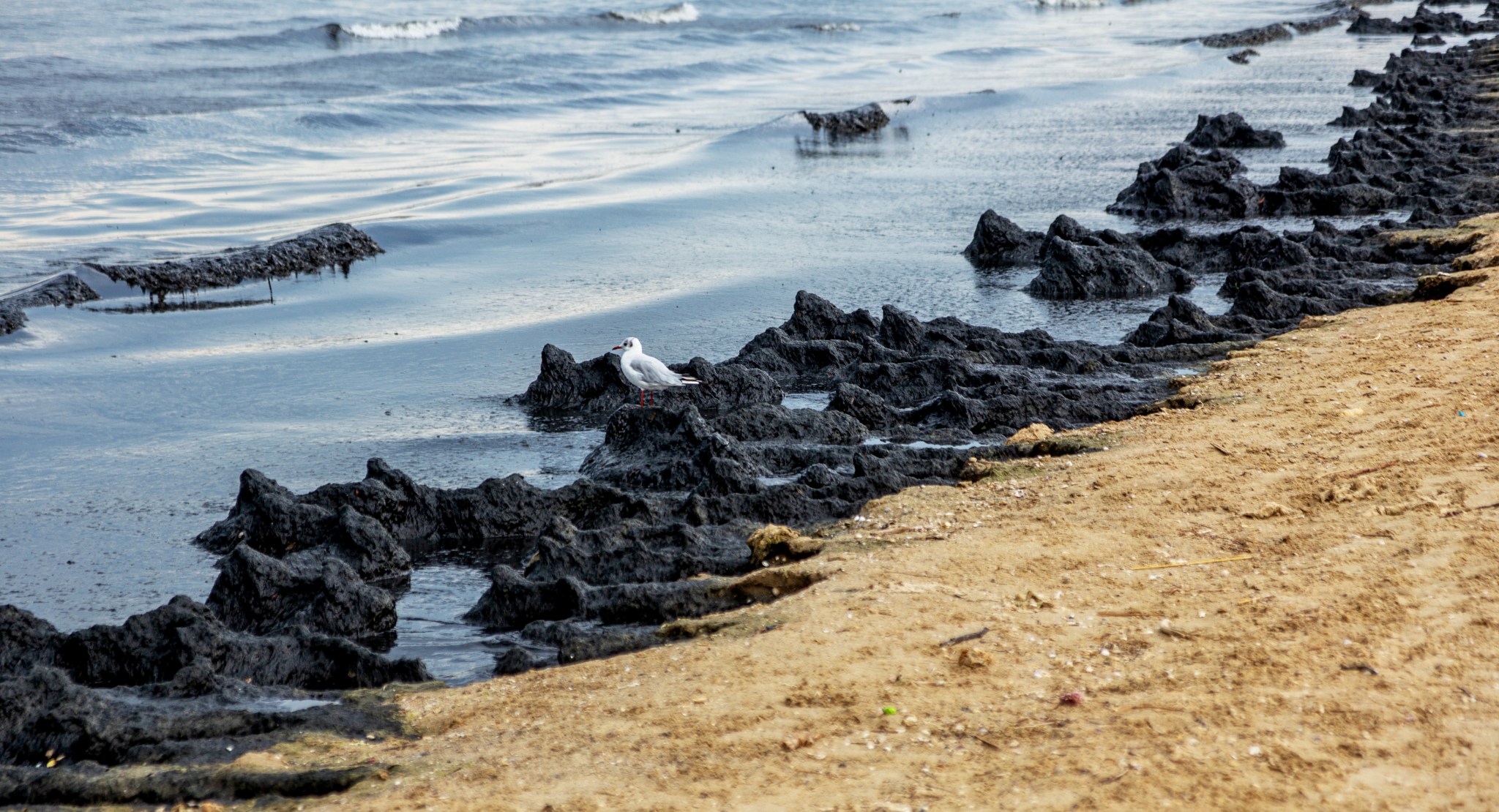 What Oil Spills Teach Us About Real-Time Ocean Action – SaveOCEAN