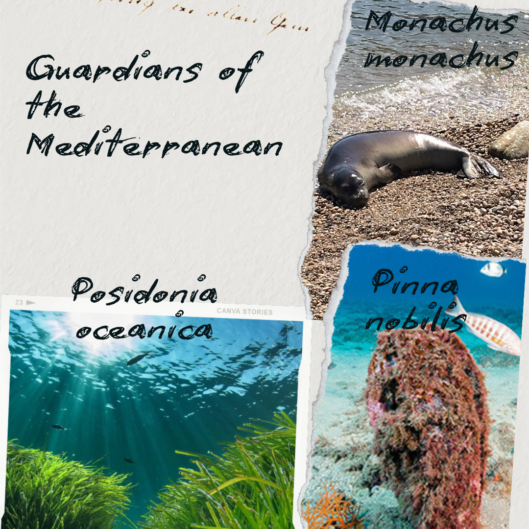 8 Must-Know Facts About the Mediterranean Sea – SaveOCEAN